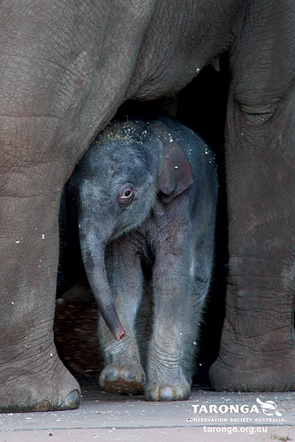 ฝรั่งออสเตรเลีย เห่อลูกช้างไทย[ขอสวนกระแสแพนด้าหน่อยเถอะ] | Dek-D.com