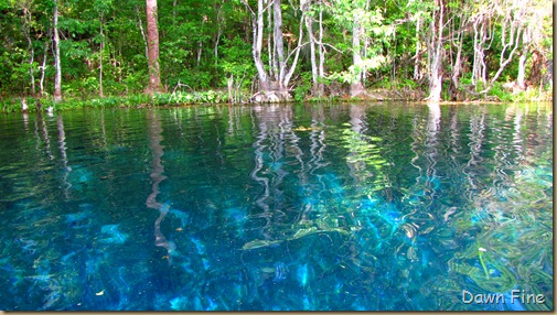 Dawns bloggy blog: Silver River State park ~ Florida