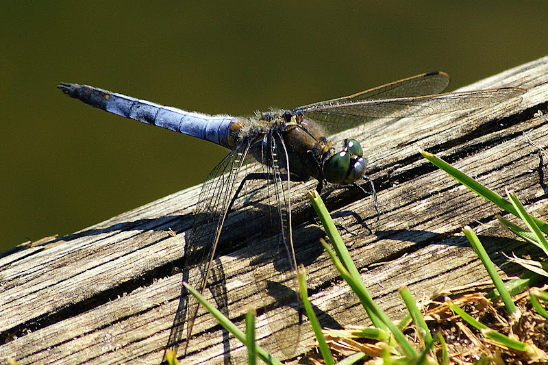 Libelinhas - Momentos e Olhares