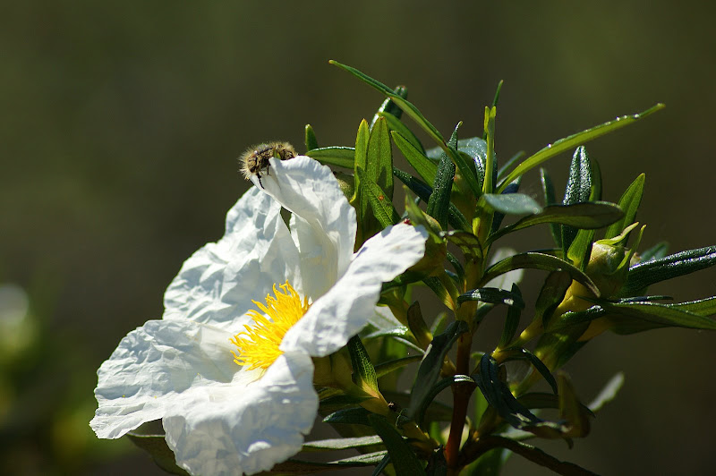 Flor da esteva - Momentos e Olhares