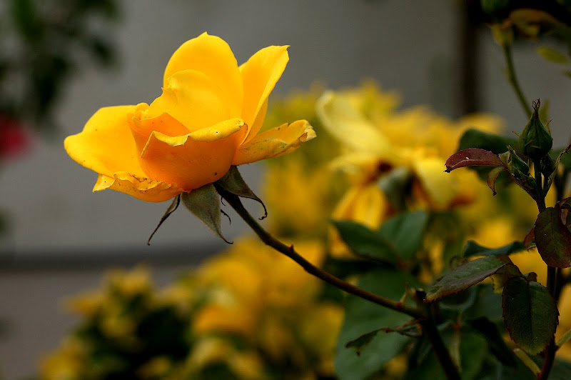 Rosa Amarela - Momentos e Olhares