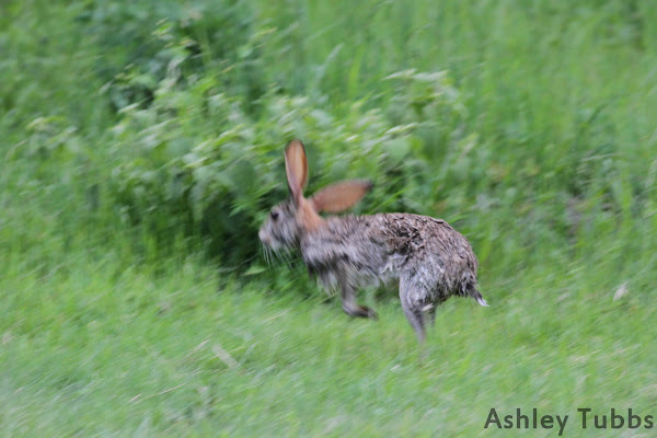 Cape Hare | Project Noah