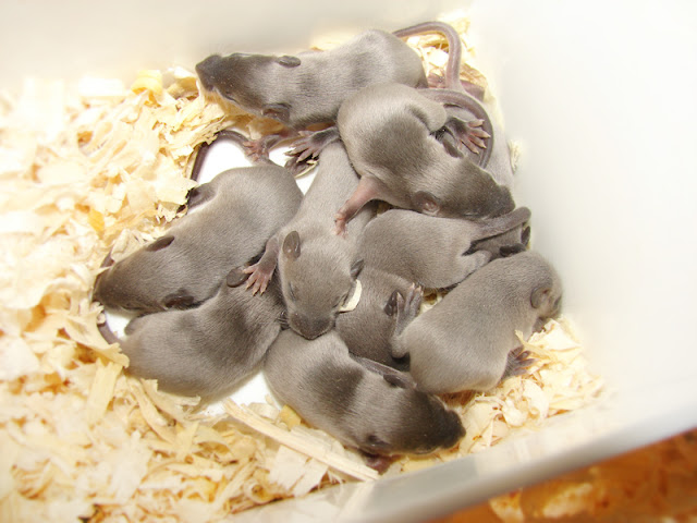 My litter C | Pet Mice Forum