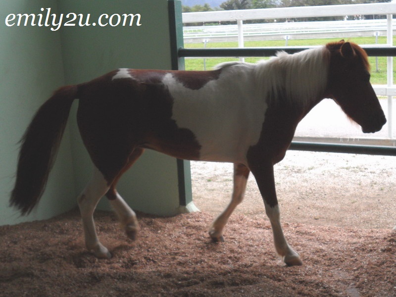 Breed Display @ National Horse Show 2010 | From Emily To You