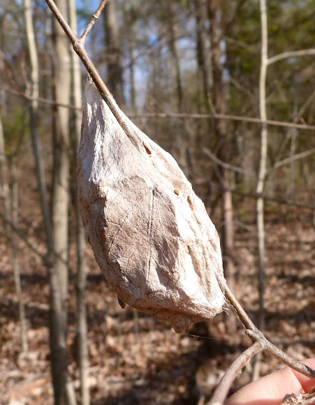 Cecropia moth (cocoon) | Project Noah