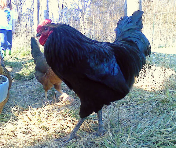 Black Java eggs $2 each. Pics of birds. Roo is a real gentleman ...