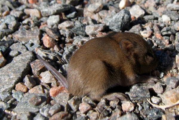 Marsh Rice Rat (juvenile) | Project Noah