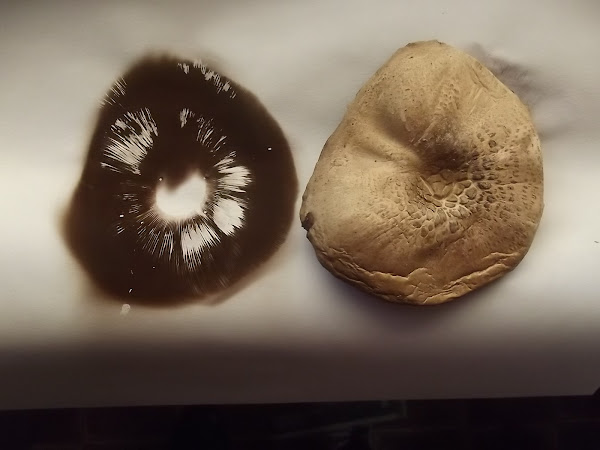 Field mushroom spore pattern | Project Noah