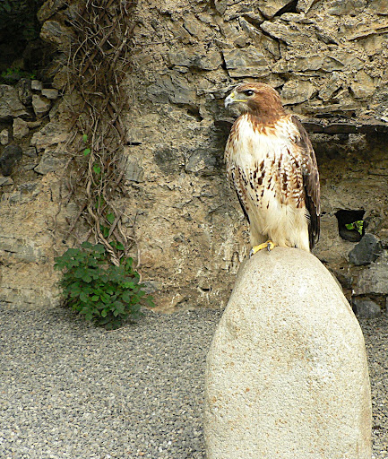 Rapaces : buse à queue rousse