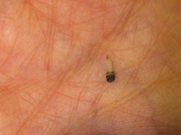 Human bot fly (larva) | Project Noah