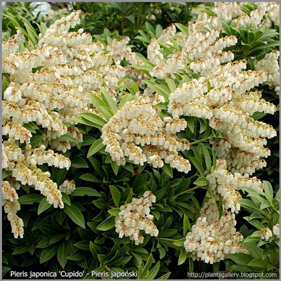 Plant Gallery - Encyklopedia Roślin: Pieris japonica 'Cupido' - Pieris ...