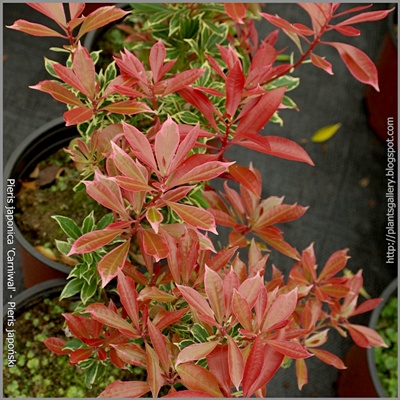 Plant Gallery - Encyklopedia Roślin: Pieris japonica 'Carnaval ...