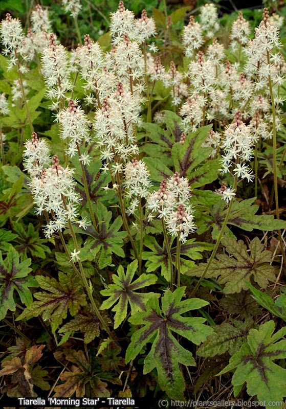 Plant Gallery - Encyklopedia Roślin: Tiarella 'Morning Star' - Tiarella