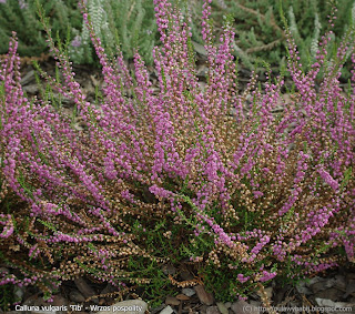 Plant Gallery - Encyklopedia Roślin: Calluna vulgaris species and ...