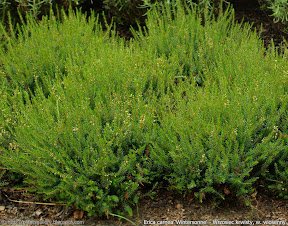 Plant Gallery - Encyklopedia Roślin: Erica species and varieties ...