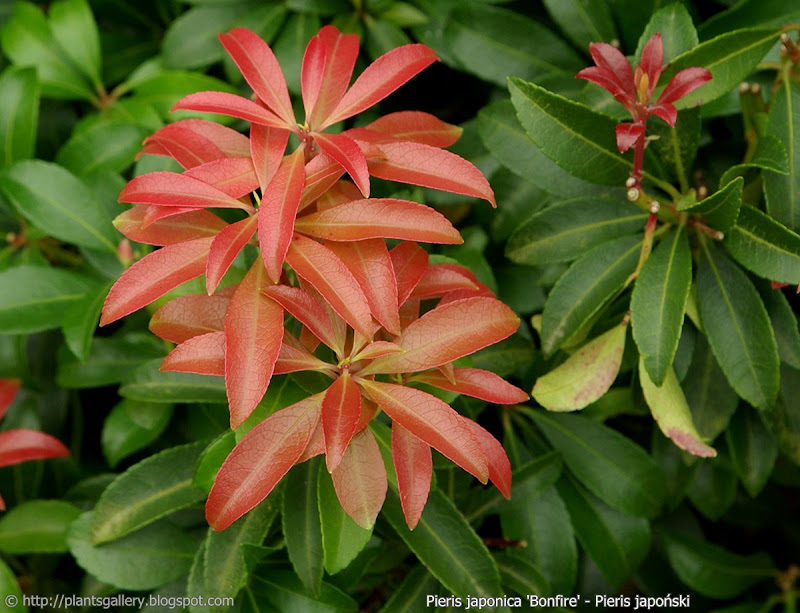 Plant Gallery - Encyklopedia Roślin: Pieris japonica 'Bonfire' - Pieris ...