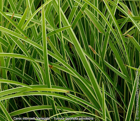 Plant Gallery - Encyklopedia Roślin: Carex species and varieties ...