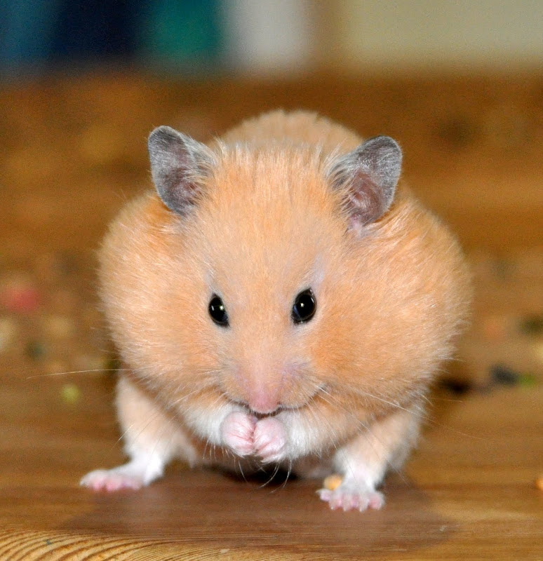 Vores Hamster: Tykke kinder