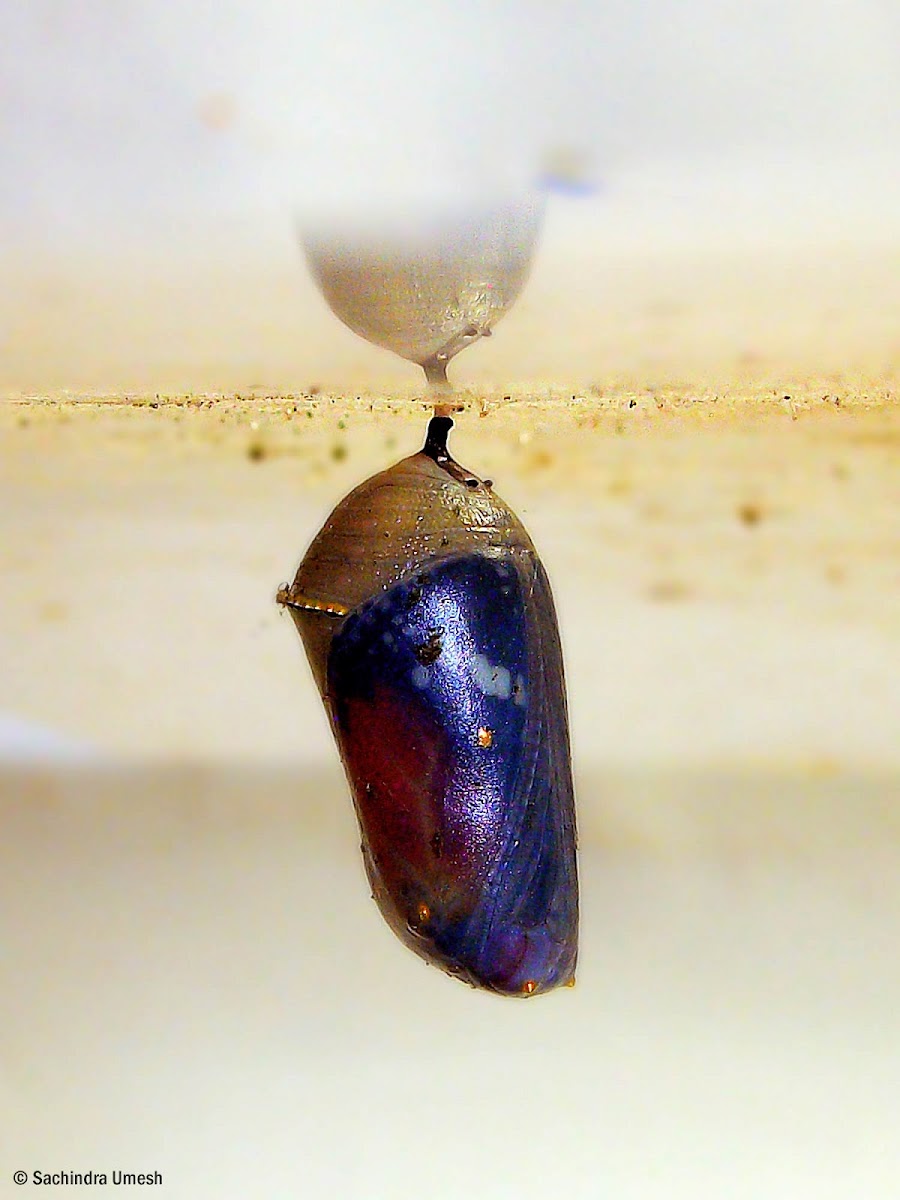 Plain Tiger pupa | Project Noah