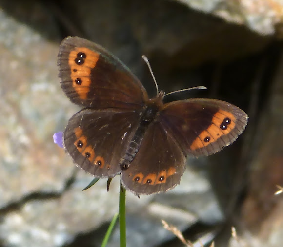 Erebia | Project Noah