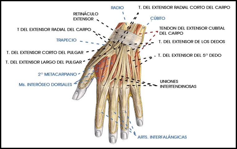 ESPACIO, AMOR Y LOCURA: TENDINITIS DE LA EE SS -X- MANO (IV) - Aparato ...