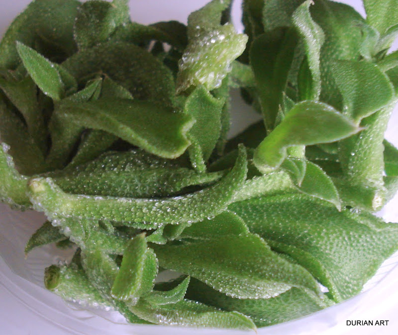 ice plant | GOURMANDE in OSAKA
