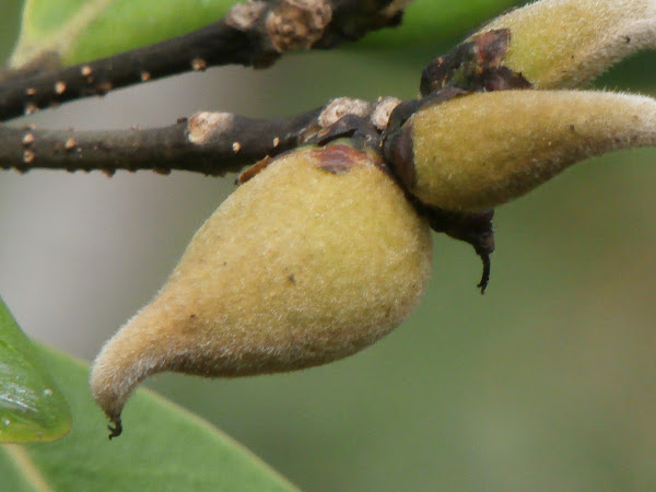 hite Mangrove, Indian Mangrove, Api-api Ludat | Project Noah