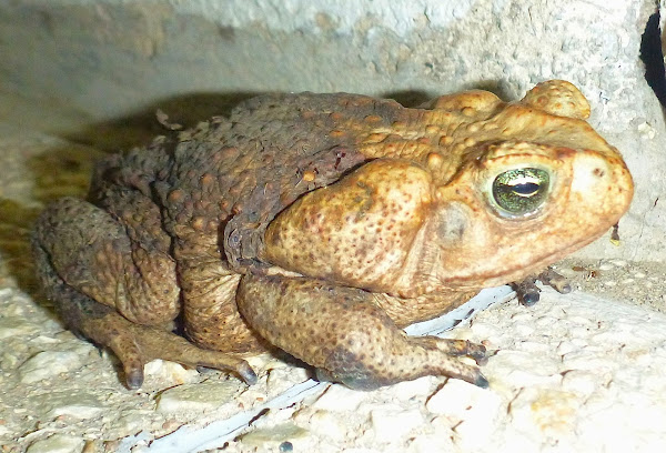 Cane Toad | Project Noah