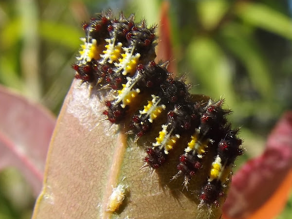Mottled cup-moth (early larvae) | Project Noah