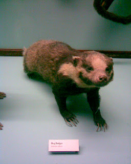 Salty Snaps Shots and the Whatnot: Aptly Named Hog Badger in a Museum