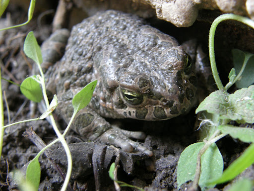 Belváros, Budapest: Barna Zöld varangy (Bufo bufo viridis)