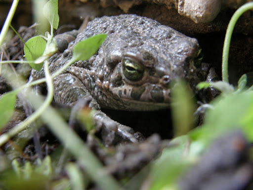 Belváros, Budapest: Barna Zöld varangy (Bufo bufo viridis)