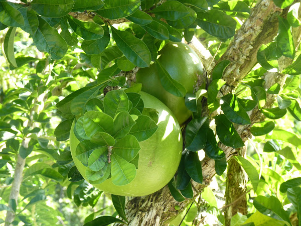 Calabash Tree | Project Noah