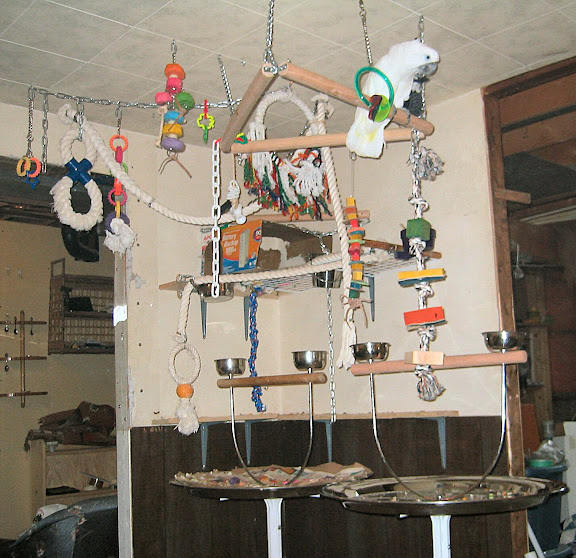 Post pics of your birds play areas :) | Avian Avenue Parrot Forum