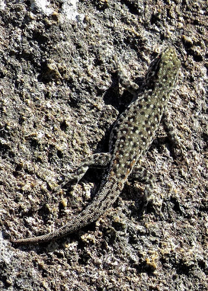Spotted Dwarf Gecko | Project Noah