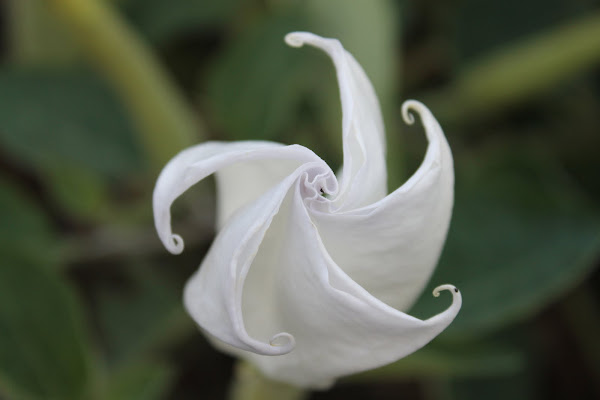 thorn-apple, moonflower, sacred datura | Project Noah