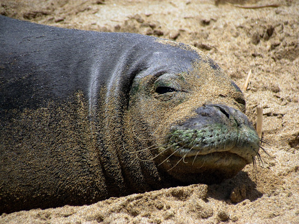 Monk Seal (Endangered) | Project Noah
