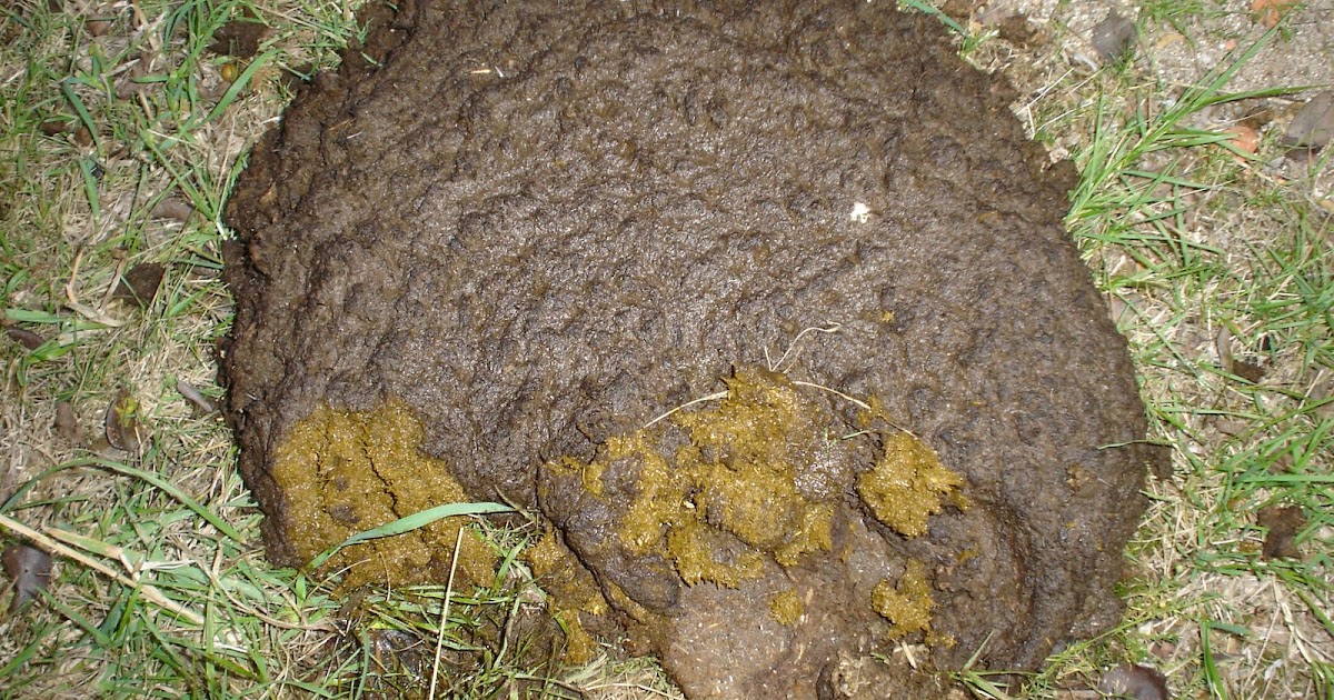 Mundo do Cocô: Foto-Cocô do Dia - 3