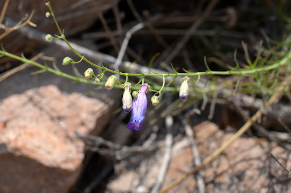 Mexican Blue Penstemon; Gentian Blue Penstemon | Project Noah