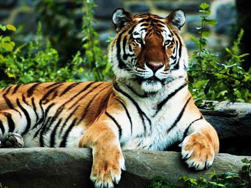 Best 10 Most Endangered Species on Earth