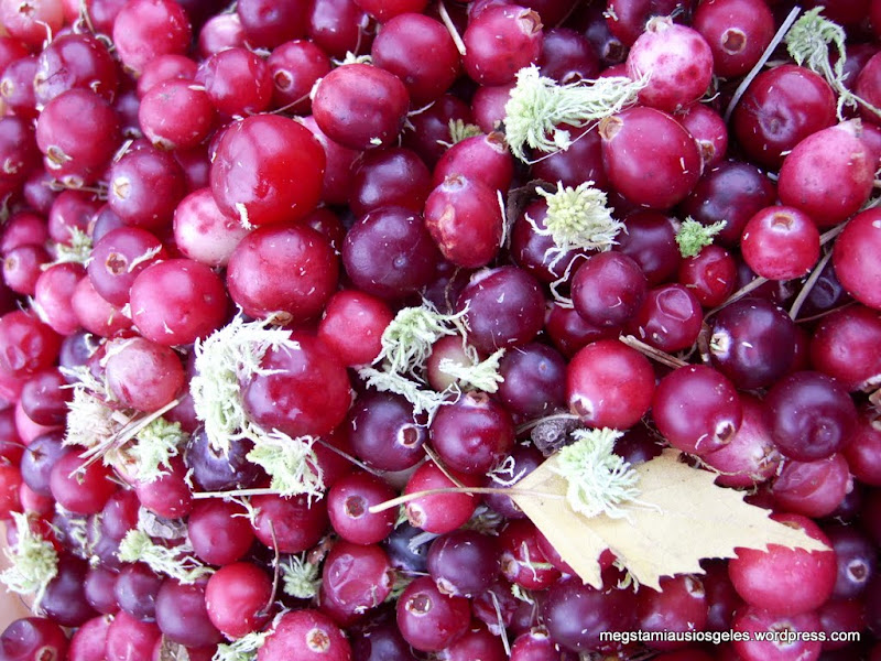 Uogos: spanguolės « Mėgstamiausios gėlės