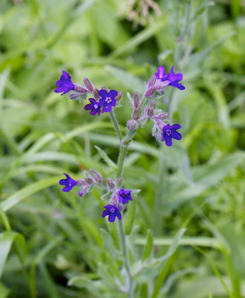 Common Bugloss | Project Noah