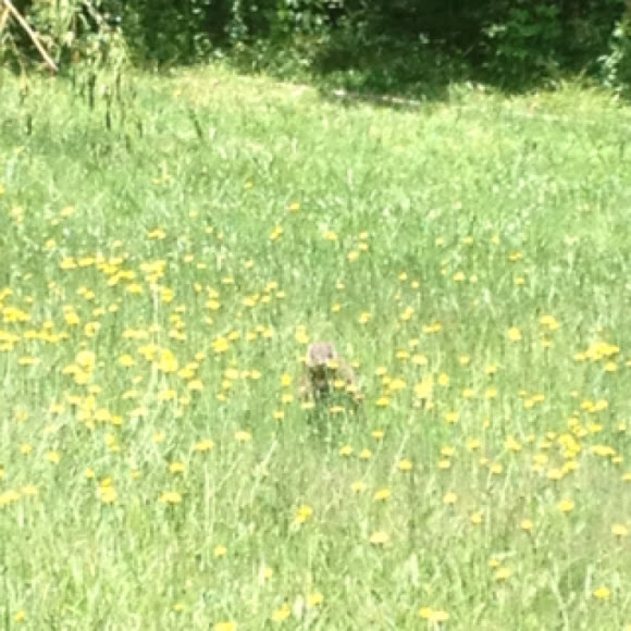 Groundhog | Project Noah