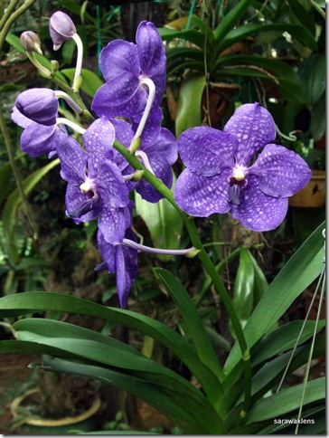 Sarawak Lens: Vanda Pachara Delight