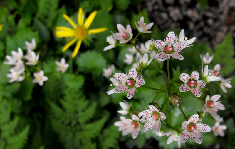 Flori de colţ şi cărări sub bolţi | meetSun.ro