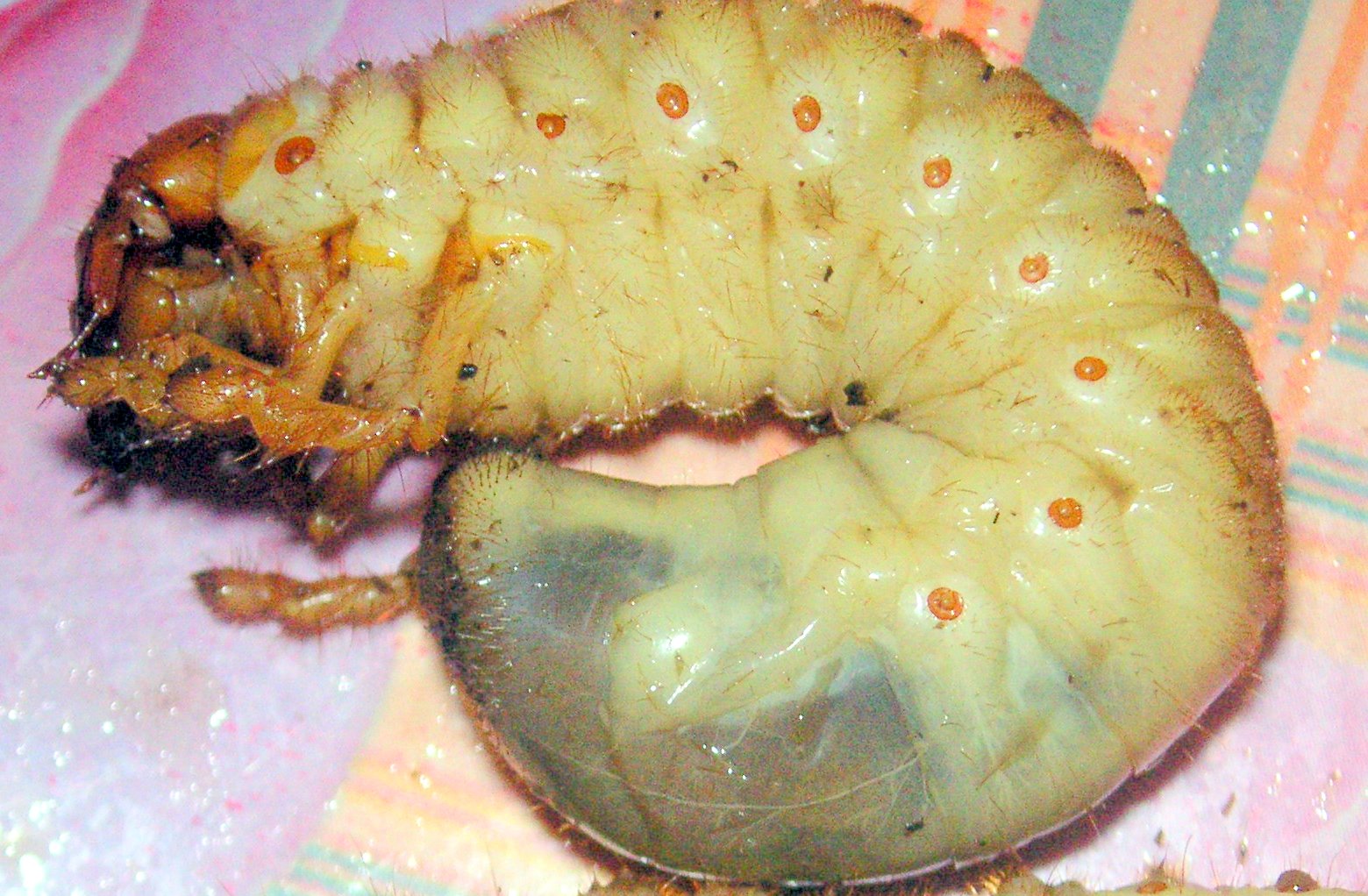 Class95cafe What is this website All about?: Exotic Food Abalin or ...