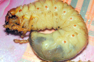 Class95cafe What is this website All about?: Exotic Food Abalin or ...