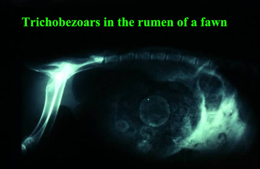 Veterinary Research & Teaching Hospital