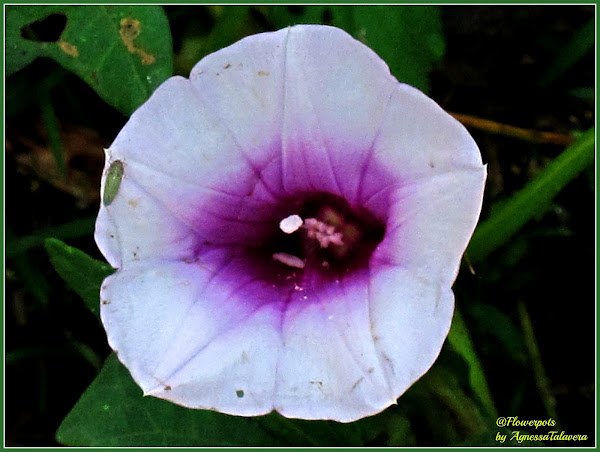 Camote, Sweet Potato Plant | Project Noah