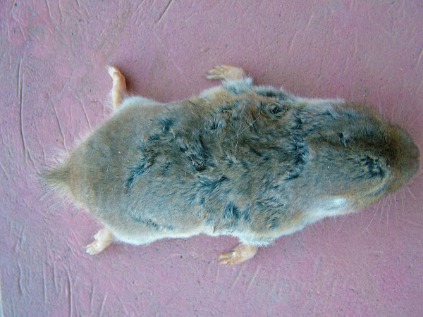 Common mole rat | Project Noah